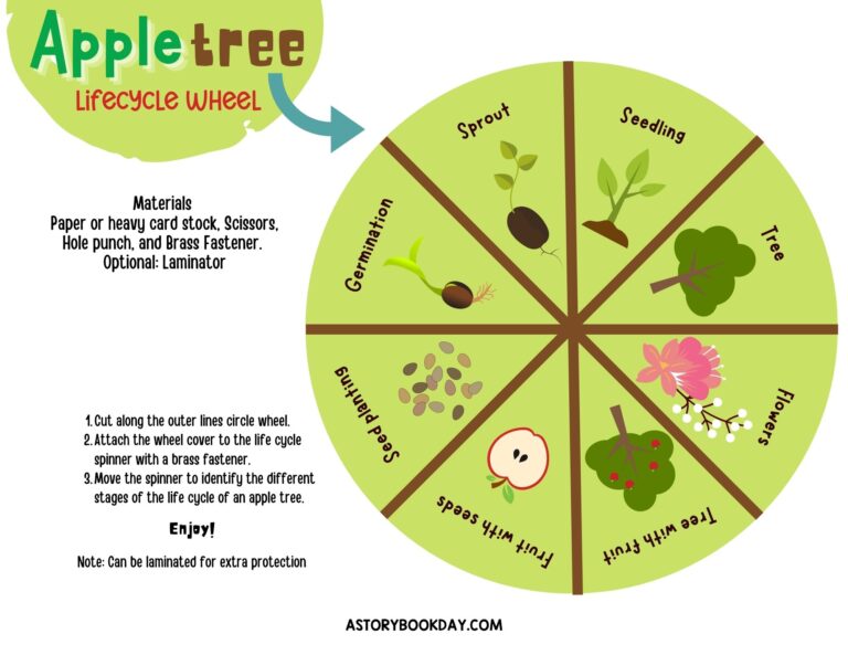 Life Cycle of an Apple Tree Wheel: Free Printable Activity