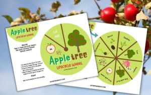 Life Cycle of an Apple Tree Wheel: Free Printable Activity